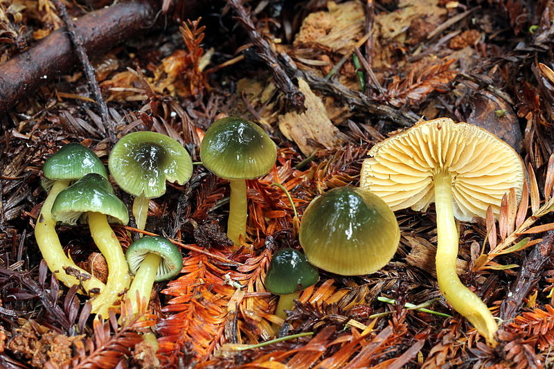 Parrot Waxcap (Hygrocybe / Gliophorus psittacinus) - Identification