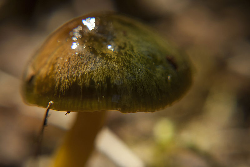 Parrot Waxcap (Hygrocybe / Gliophorus psittacinus) - Identification