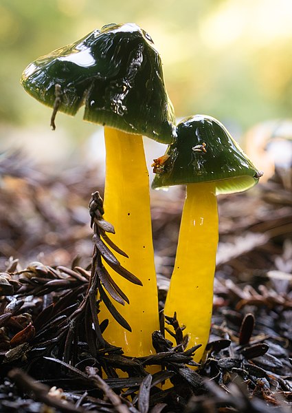 Parrot Waxcap (Hygrocybe / Gliophorus psittacinus) - Identification