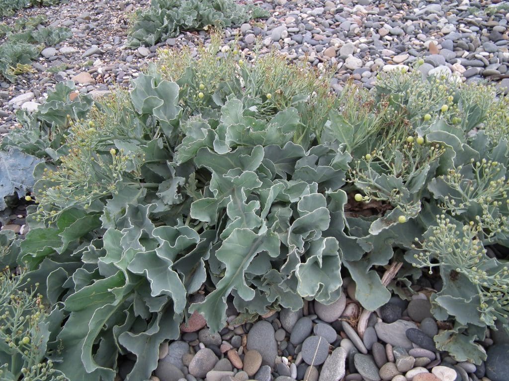 Sea Kale (Crambe maritima) Identification