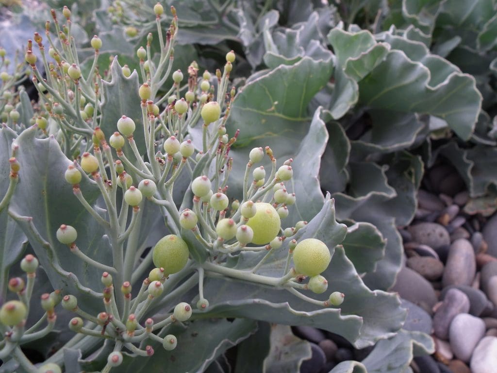 Sea Kale (Crambe maritima) Identification