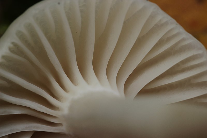 Snowy Waxcap (Hygbrocybe virgineus - Cuphophyllus virgineus ...