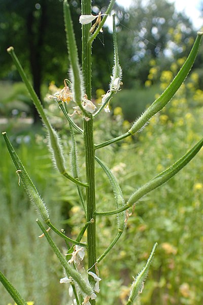 Wild Mustard (Brassica and Sinapis species) Identification Guide