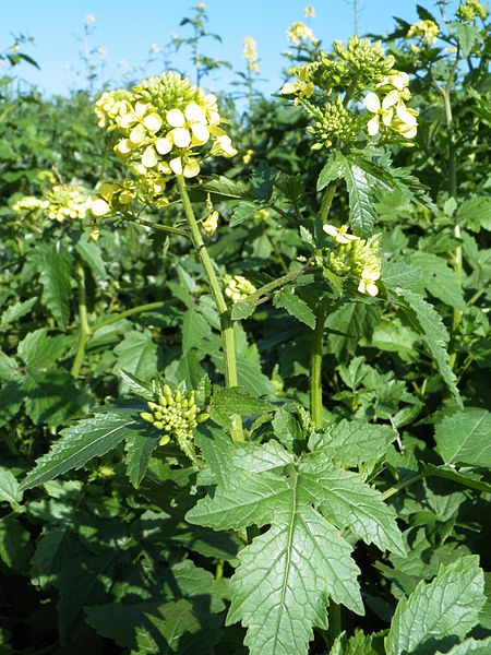 Wild Mustard (Brassica and Sinapis species) Identification Guide