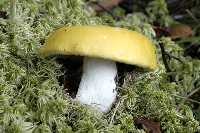 Yellow Swamp Brittlegill (Russula Claroflava) - Identification