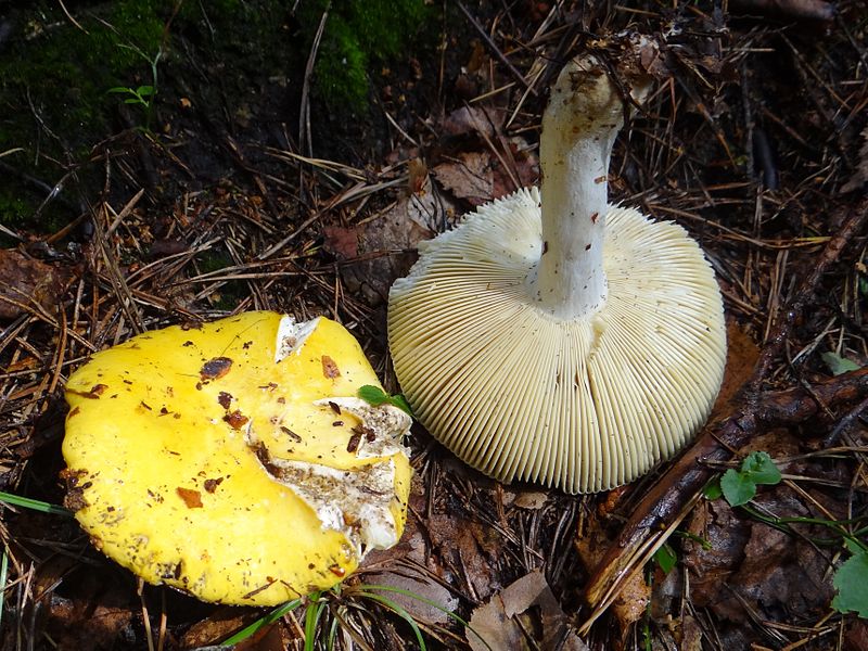 Yellow Swamp Brittlegill (Russula Claroflava) - Identification