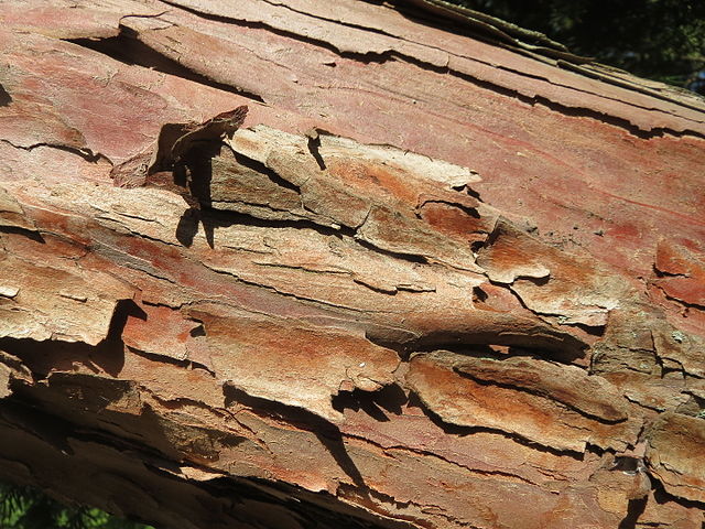 Yew Tree (Taxus Baccata) Identification