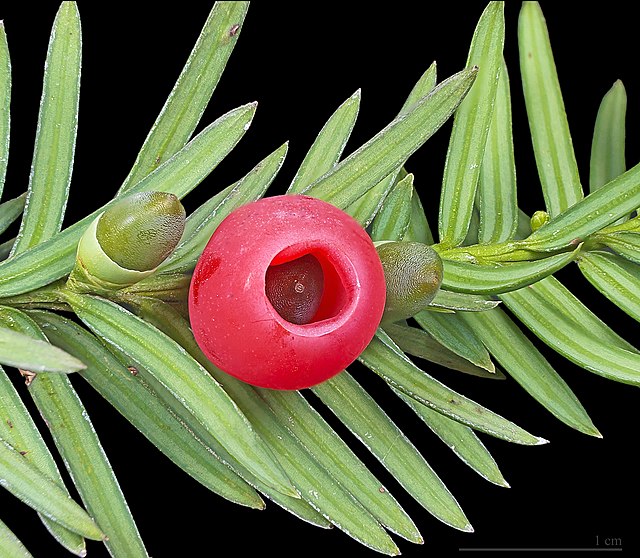 Yew Tree (Taxus Baccata) Identification