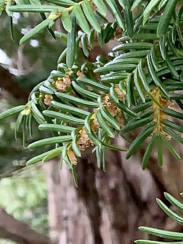 Yew Tree (Taxus Baccata) Identification
