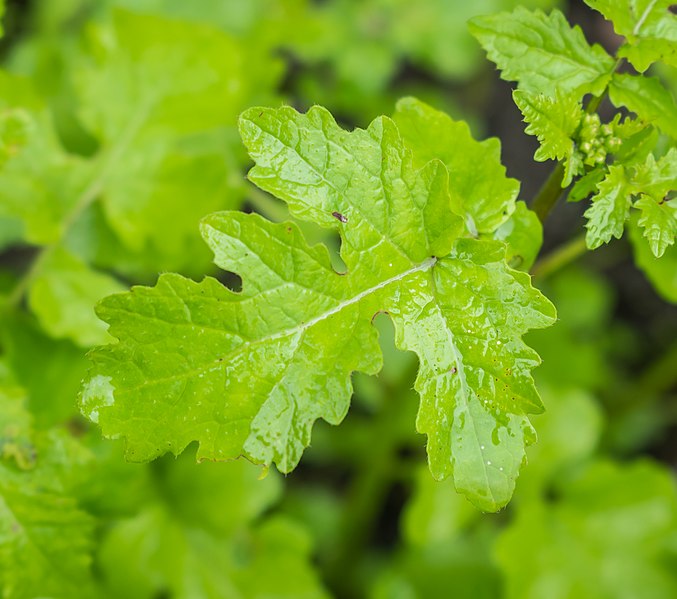 Wild Mustard (Brassica and Sinapis species) Identification Guide