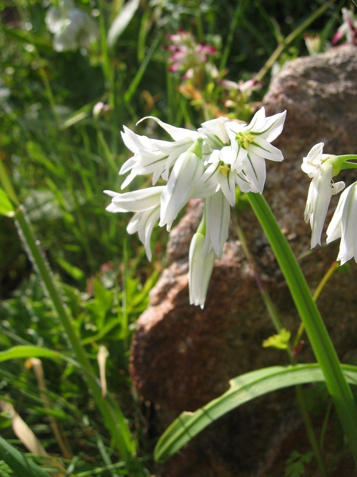 Three Corner Leek (Allium triquetrum) Identification