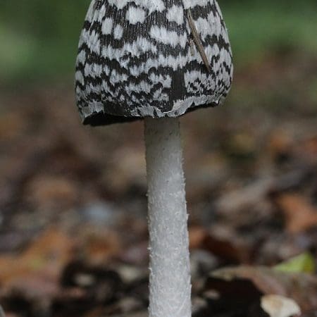 Magpie Inkcap (Coprinopsis picacea) Identification