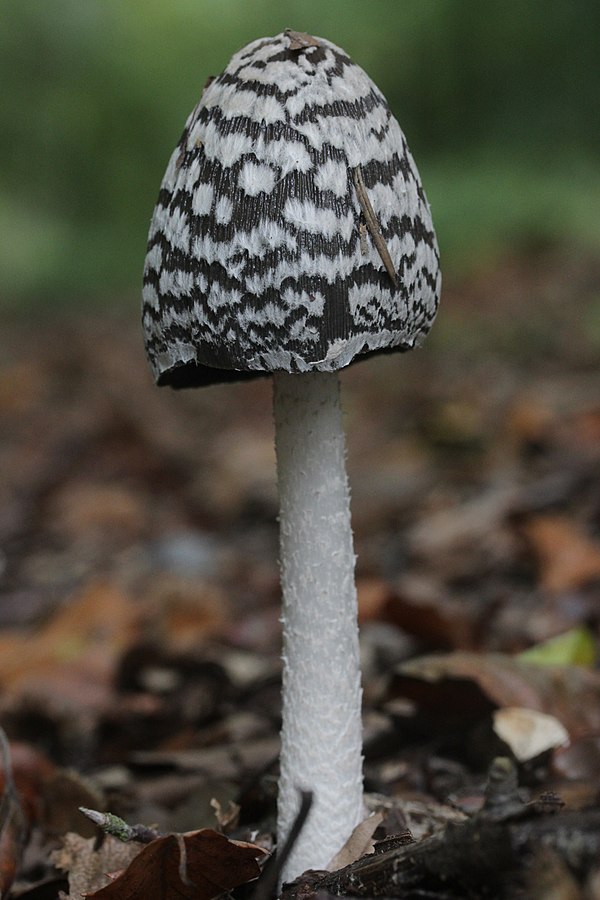 Magpie Inkcap (Coprinopsis picacea) Identification