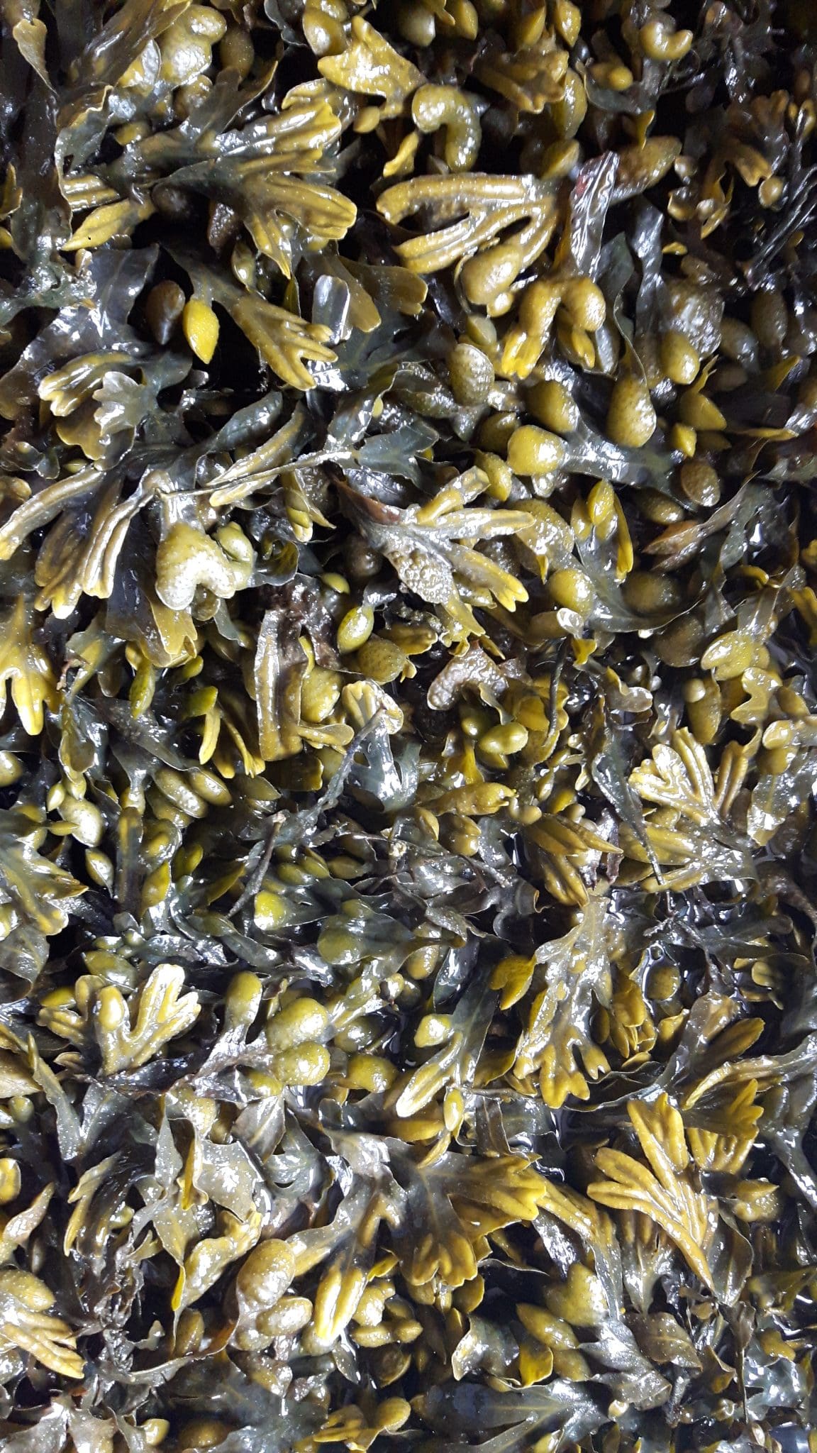 Bladderwrack Seaweed (Fucus vesiculosus) Identification