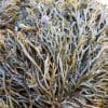 Oarweed Seaweed (Laminaria digitata) Identification