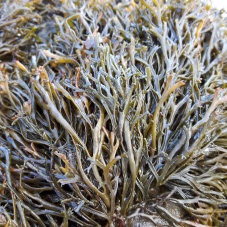 Oarweed Seaweed (Laminaria digitata) Identification