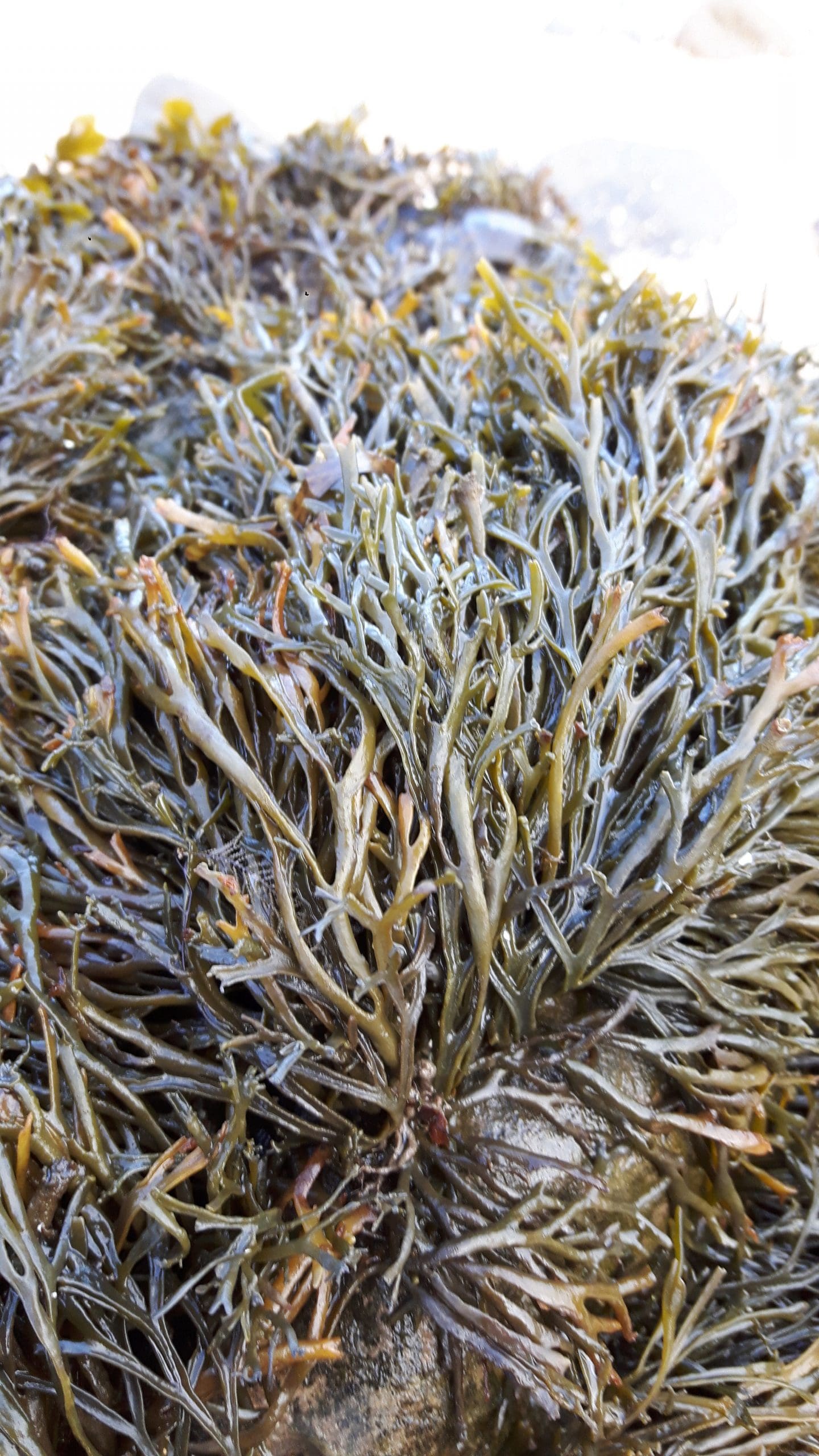 Channel Wrack Seaweed (Pelvetia canaliculata) Identification