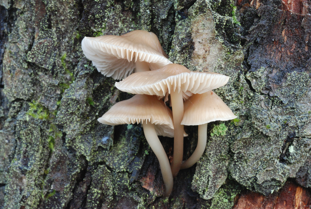 Common Bonnet (Mycena galericulata) Identification