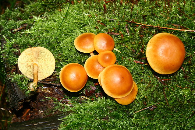 Common Rustgill (Gymnopilus Penetrans) Identification