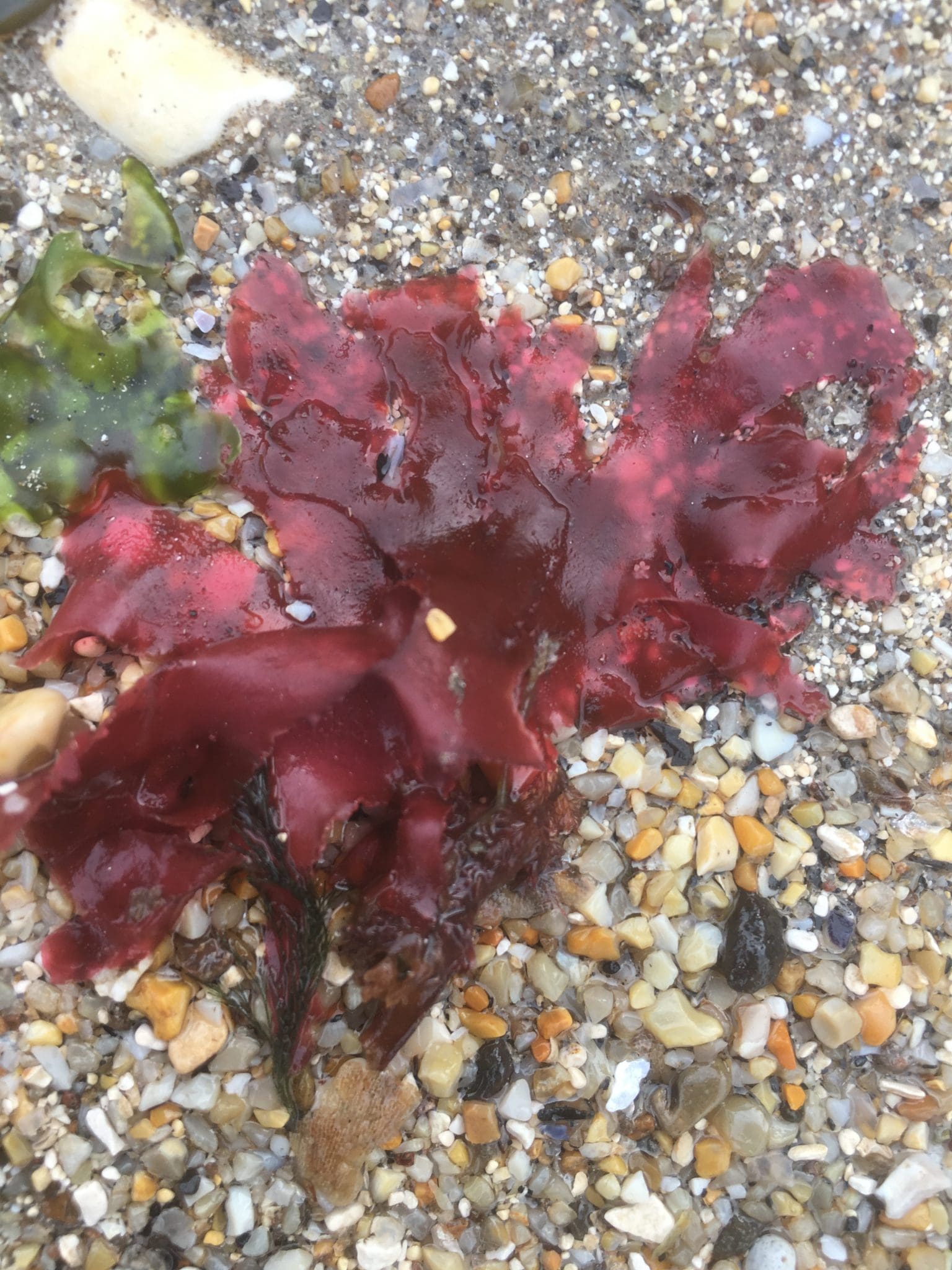 Salty Fingers (Disphyma crassifolium) Identification - Totally Wild UK