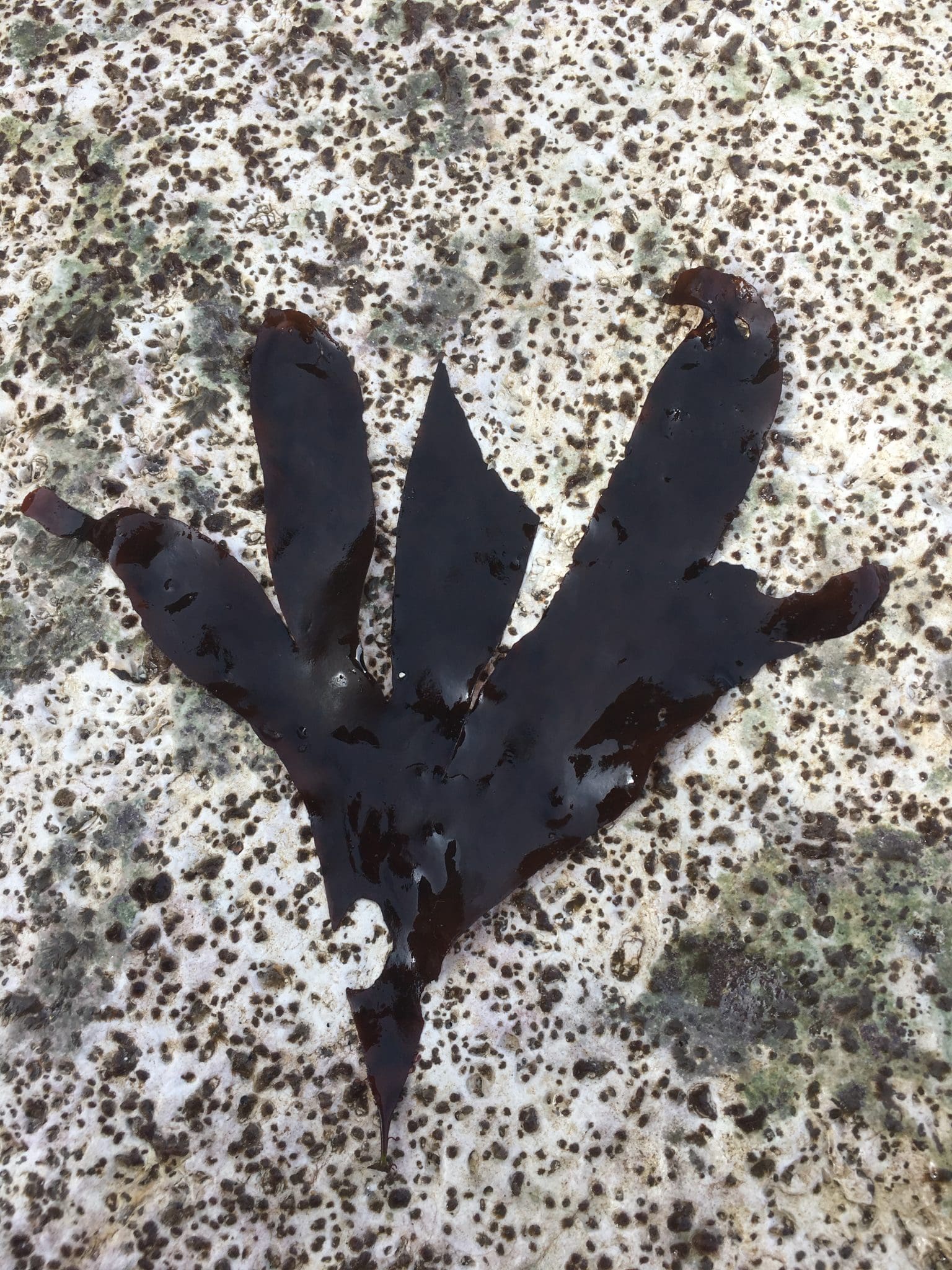Dulse Seaweed (Palmaria palmata) Identification