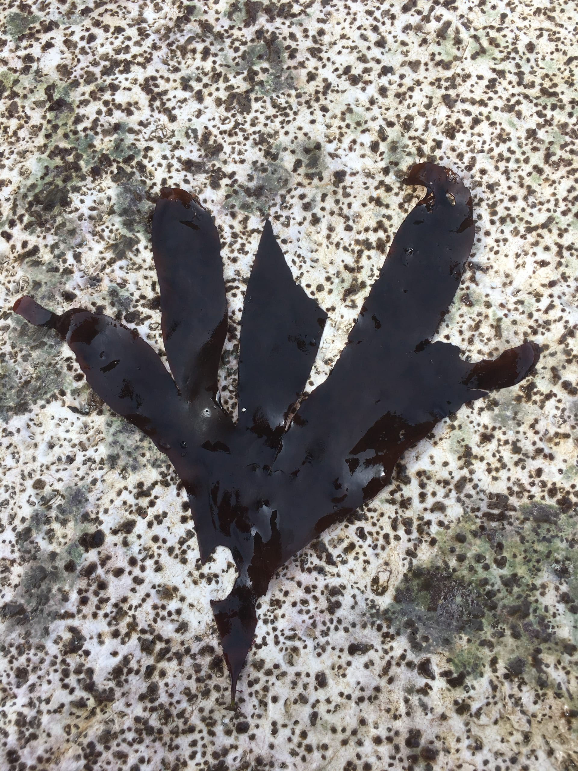 Dulse Seaweed (Palmaria palmata) Identification