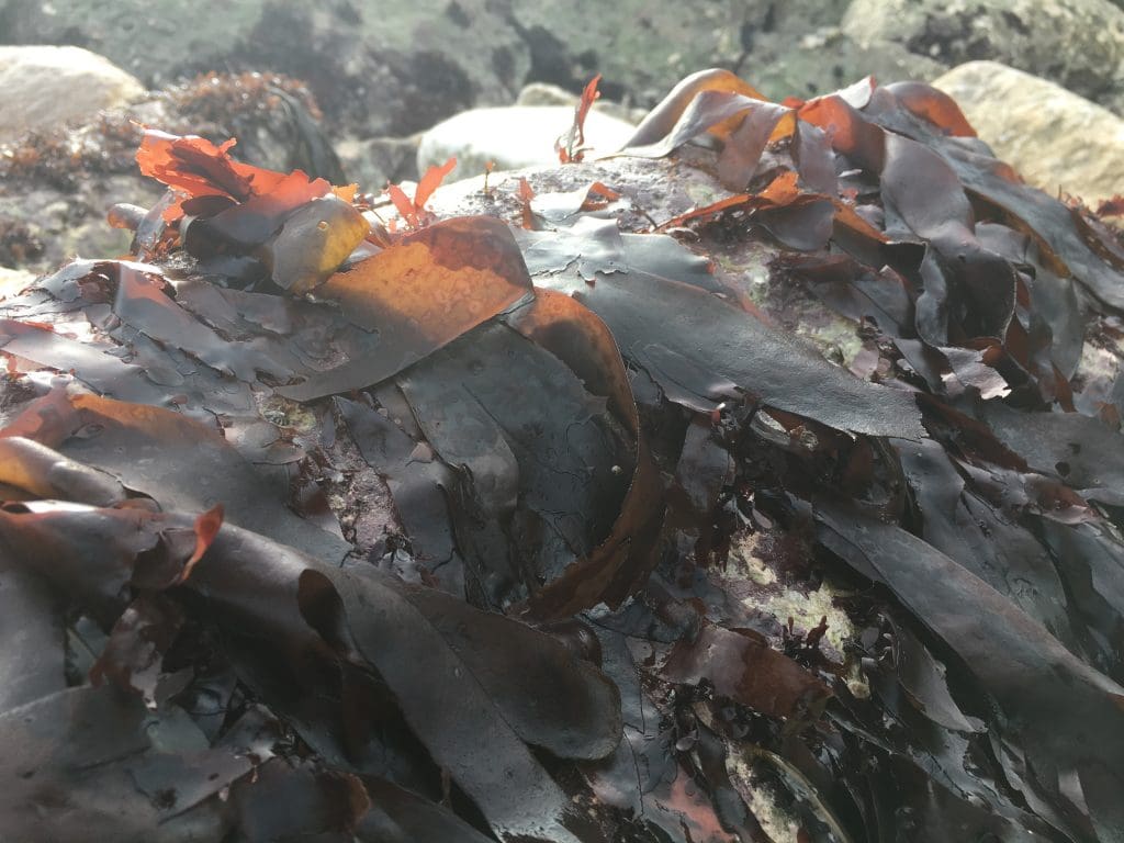 Dulse Seaweed (Palmaria palmata) Identification