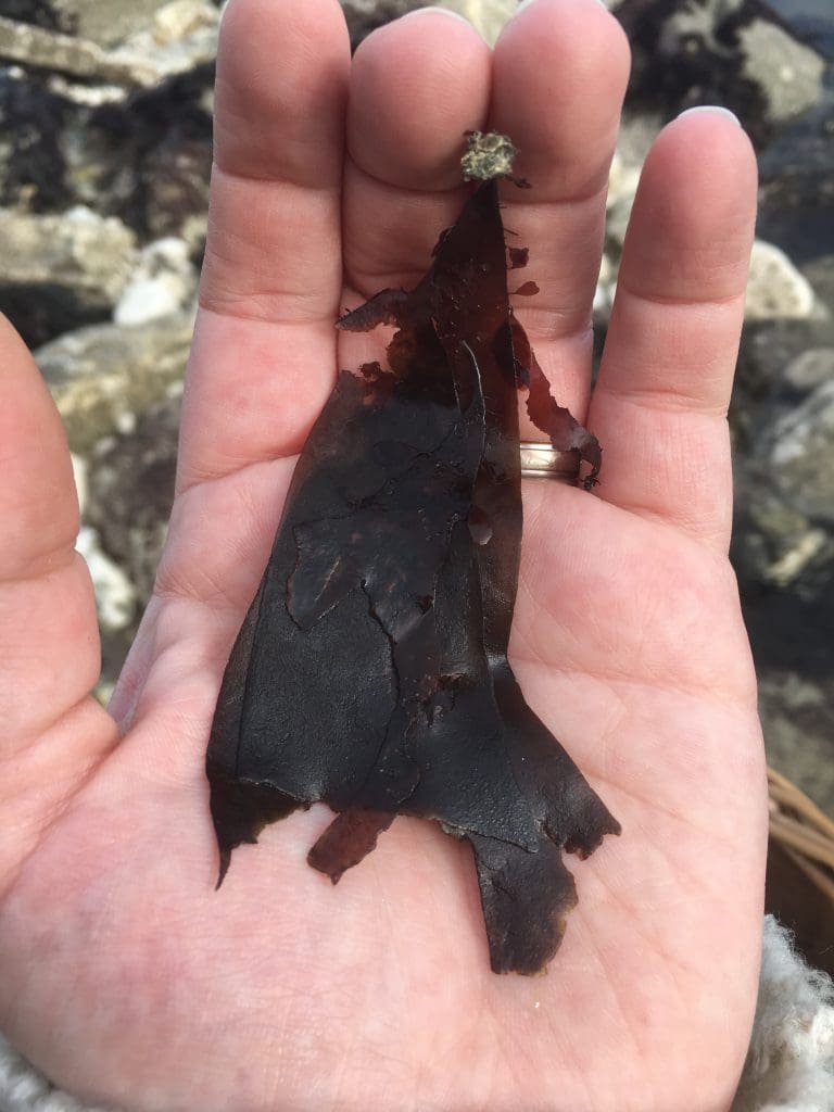 Dulse Seaweed (Palmaria palmata) Identification