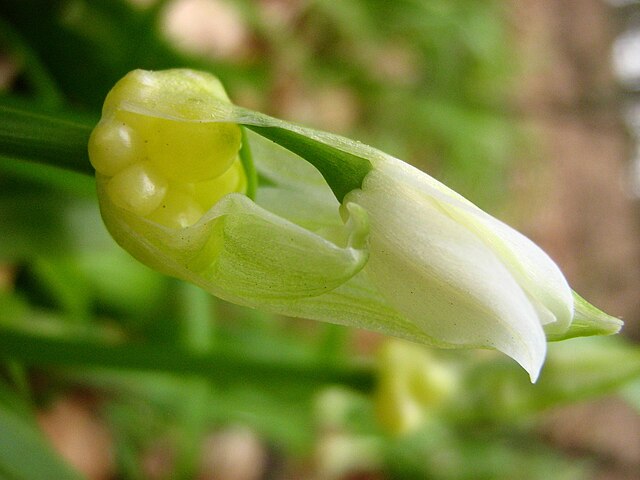 Few-Flowered Leek (Allium paradoxum) Identification