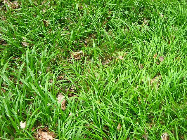 Few-Flowered Leek (Allium paradoxum) Identification
