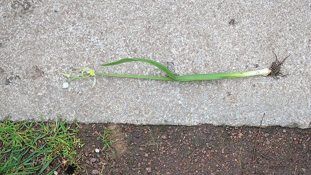 Few-Flowered Leek (Allium paradoxum) Identification