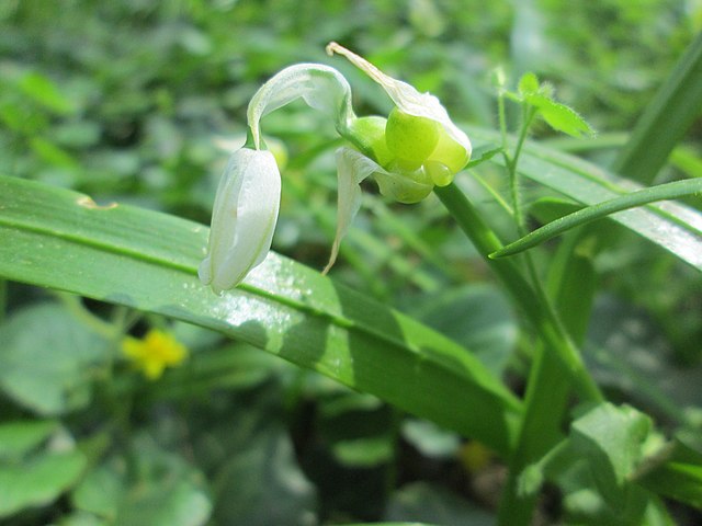 Few-Flowered Leek (Allium paradoxum) Identification