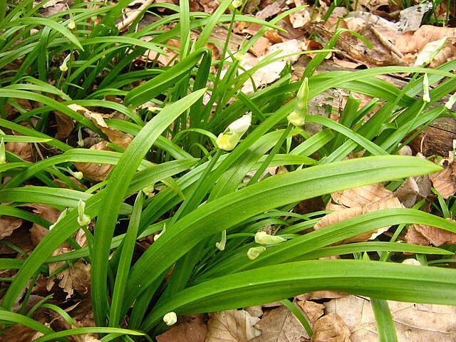 Few-Flowered Leek (Allium paradoxum) Identification
