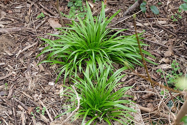Few-Flowered Leek (Allium paradoxum) Identification