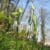 Few-Flowered Leek (Allium paradoxum) Identification