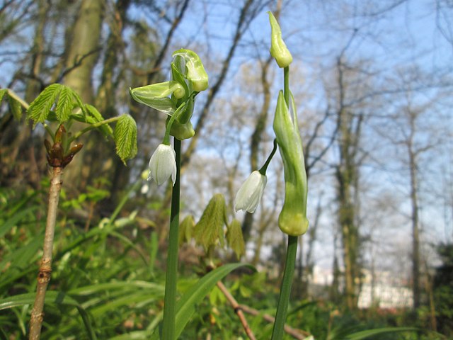 Few-Flowered Leek (Allium paradoxum) Identification