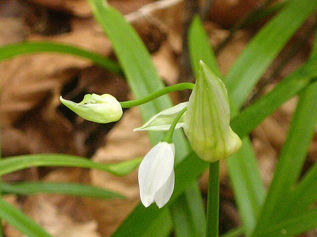 Few-Flowered Leek (Allium paradoxum) Identification