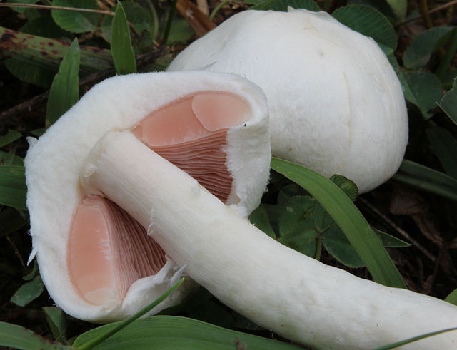 Field Mushroom (Agaricus campestris) Identification