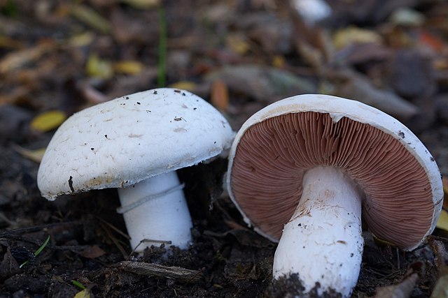 Field Mushroom (Agaricus campestris) Identification