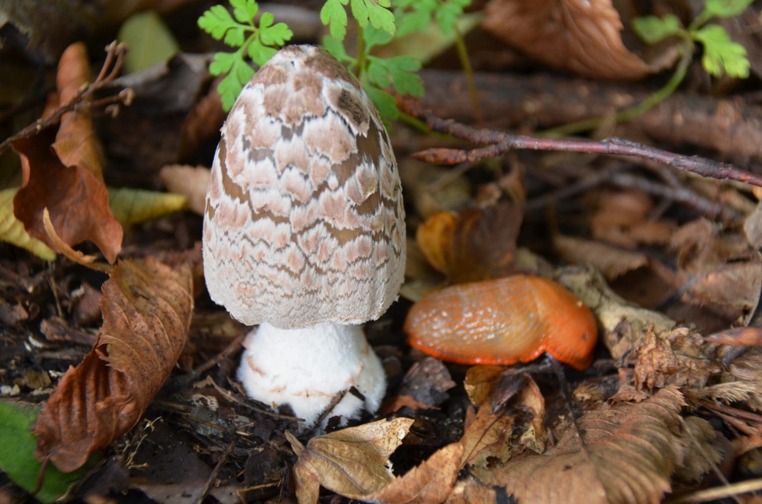 Magpie Inkcap (Coprinopsis picacea) Identification