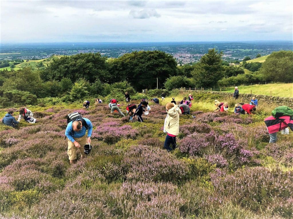 Foraging For Dyes: A Great Guide to Wild Colour