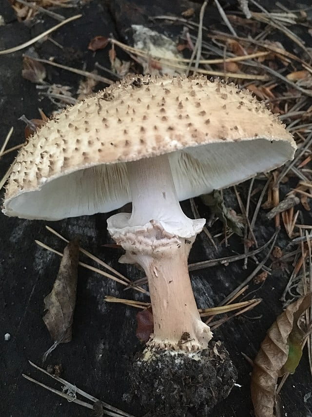 Freckled Dapperling (Echinoderma asperum) Identification