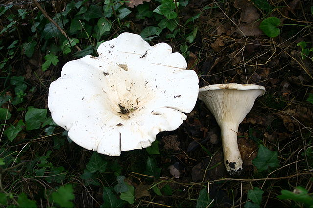 Giant Funnel (Leucopaxillus Giganteus) Identification