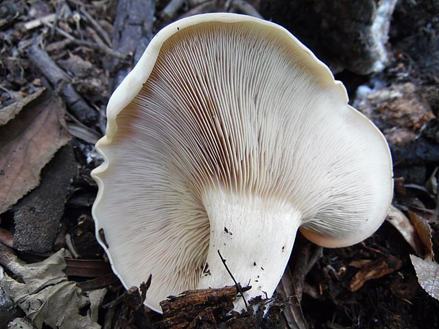 Giant Funnel (Leucopaxillus Giganteus) Identification