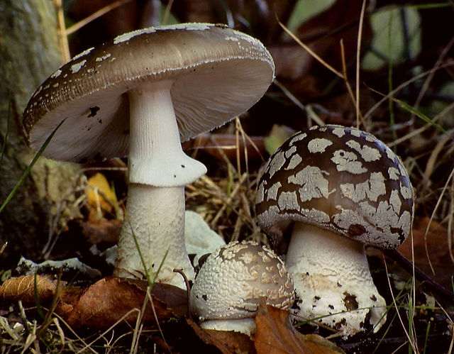 Introduction to the the Amanita Mushrooms Family