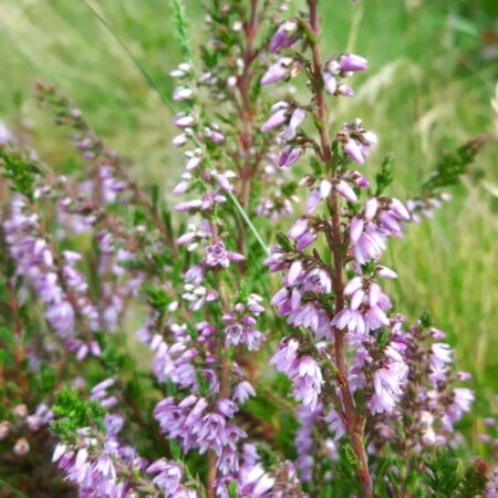 Heather (Calluna vulgaris) Identification