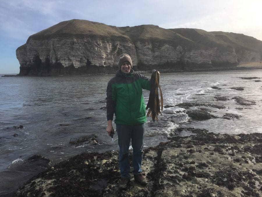 Channel Wrack Seaweed (Pelvetia canaliculata) Identification