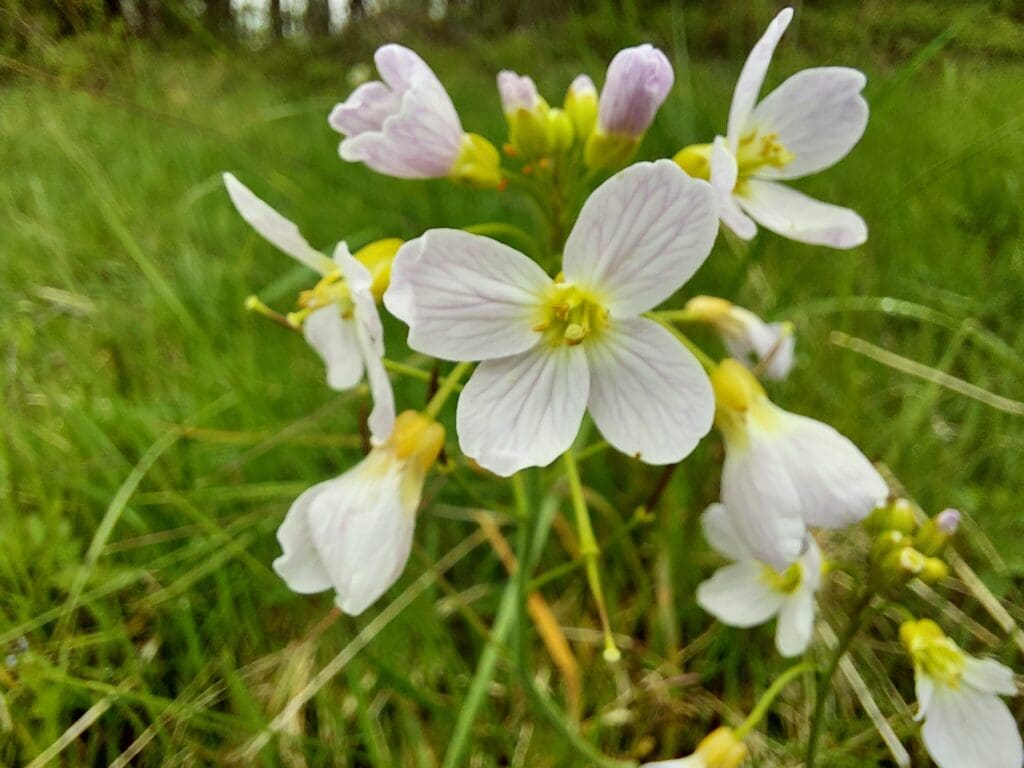 Channel Wrack Seaweed (Pelvetia canaliculata) Identification