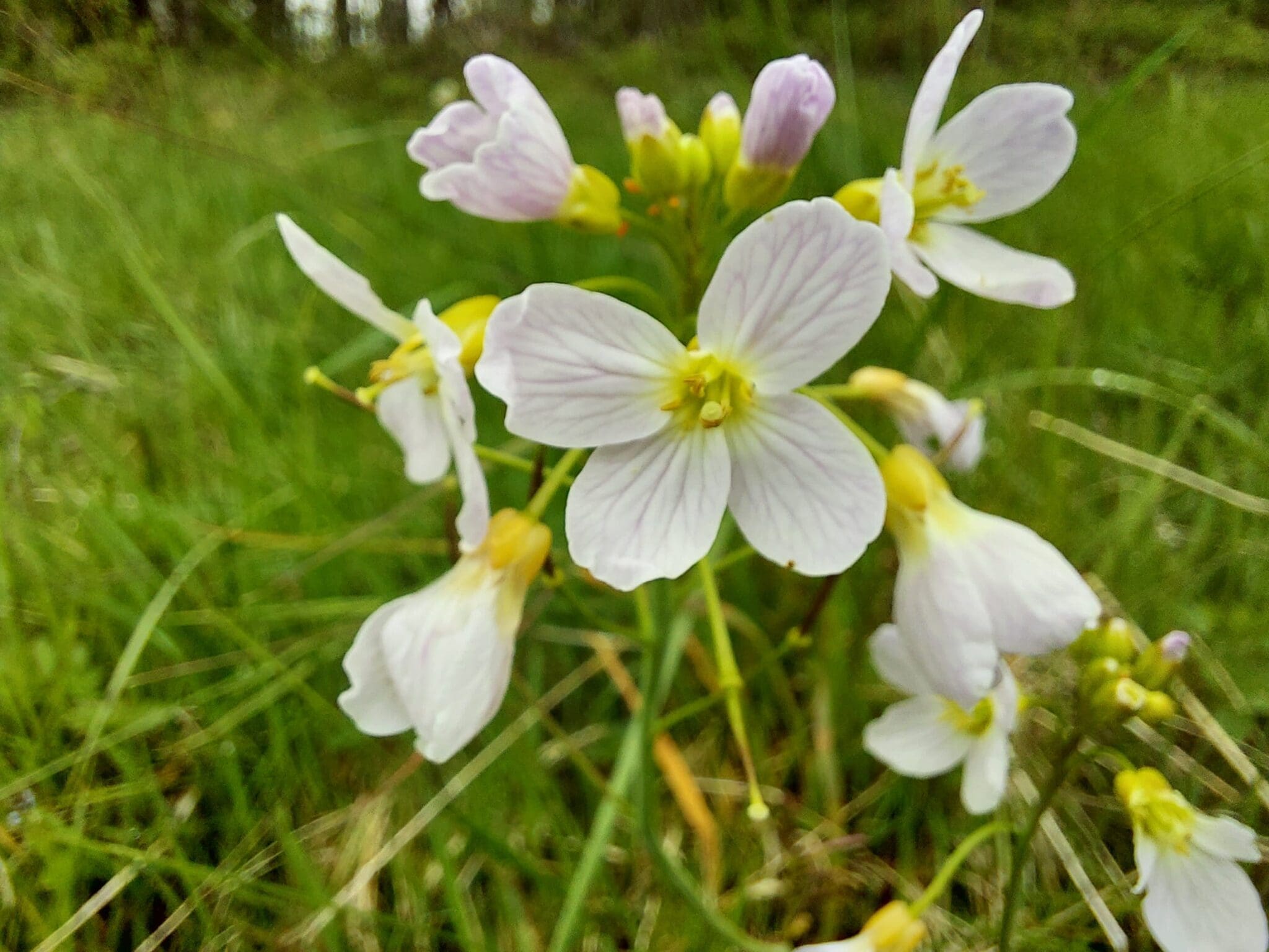 Cleavers (Gallium aparine) Identification