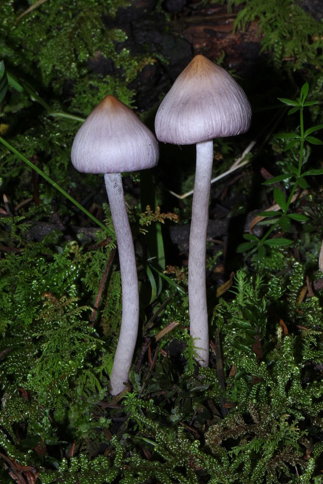 Lilac Fibrecap (Inocybe Geophylla var. lilacina) Identification